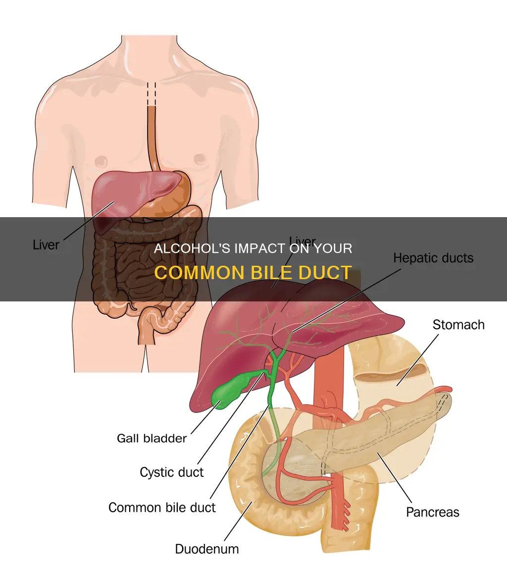 Alcohol's Impact On Your Common Bile Duct | CyAlcohol
