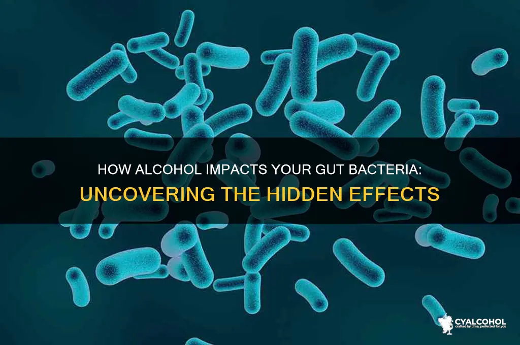 How Alcohol Impacts Your Gut Bacteria: Uncovering The Hidden Effects ...