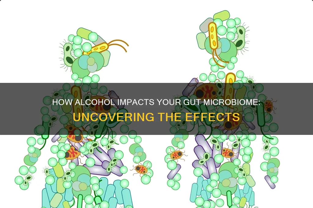 How Alcohol Impacts Your Gut Microbiome: Uncovering The Effects | CyAlcohol