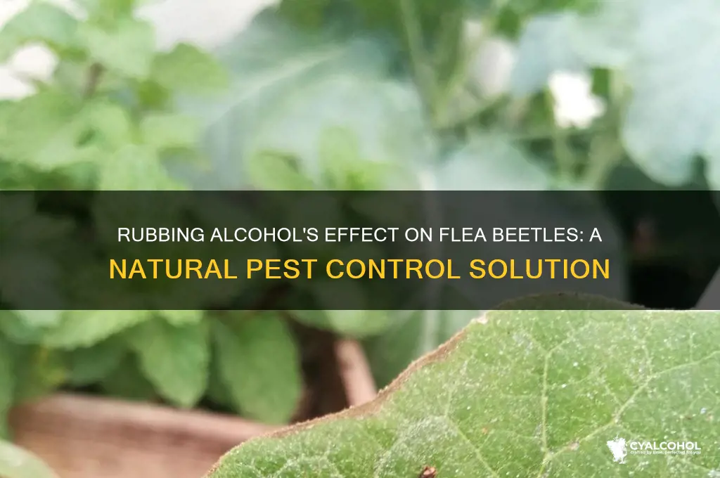 Rubbing Alcohol's Effect On Flea Beetles: A Natural Pest Control ...