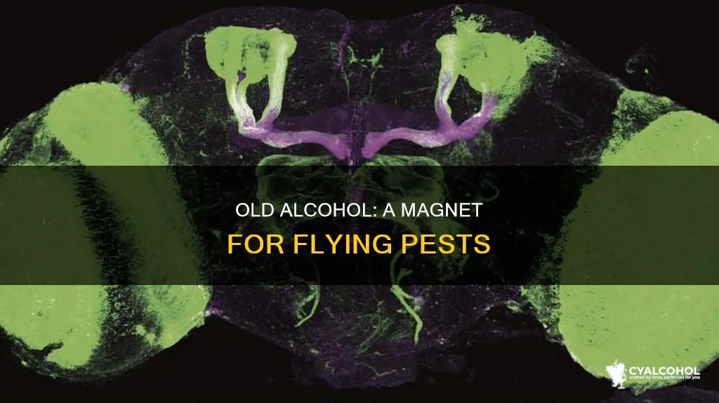 Old Alcohol: A Magnet For Flying Pests | CyAlcohol