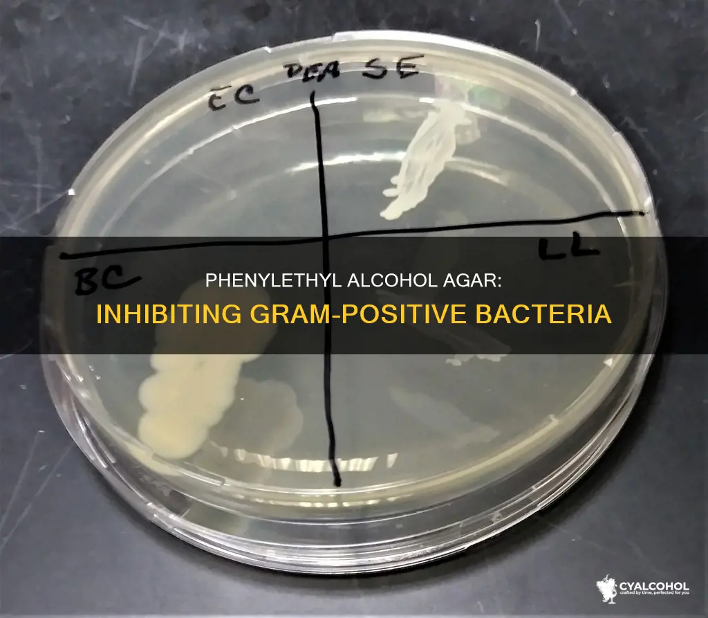 Phenylethyl Alcohol Agar: Inhibiting Gram-Positive Bacteria | CyAlcohol