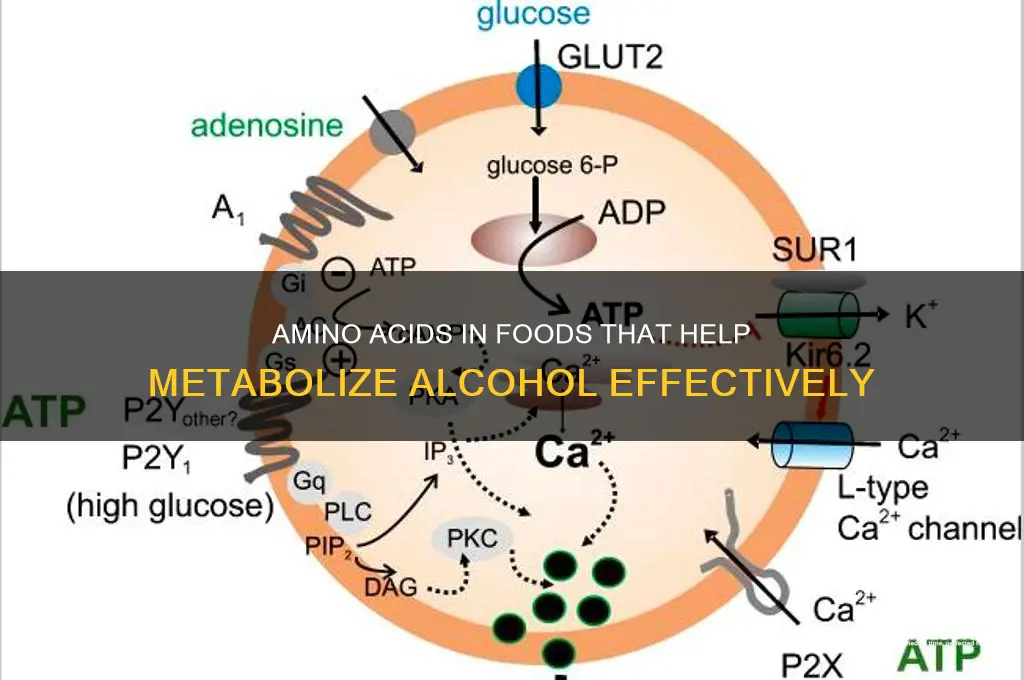 Amino Acids In Foods That Help Metabolize Alcohol Effectively | CyAlcohol