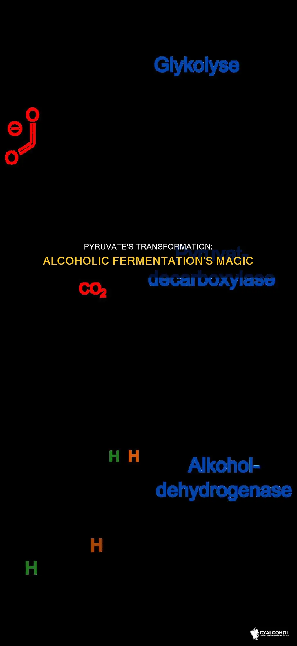 Pyruvate's Transformation: Alcoholic Fermentation's Magic | CyAlcohol