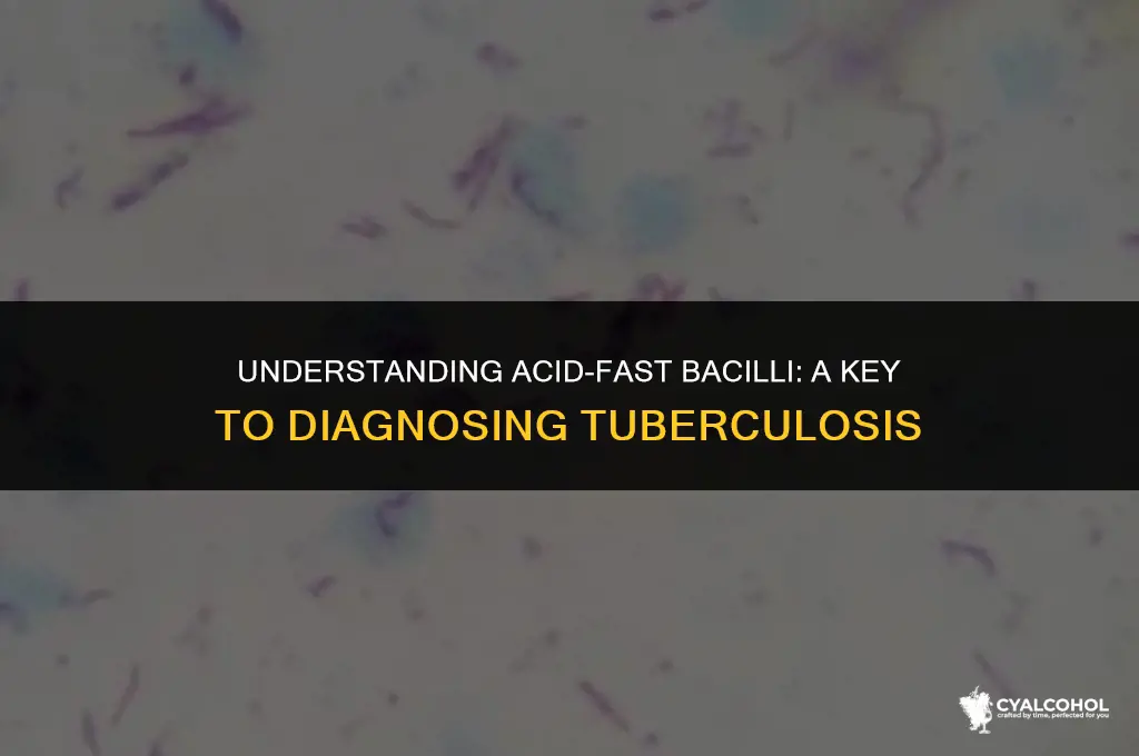 Understanding Acid-Fast Bacilli: A Key To Diagnosing Tuberculosis ...