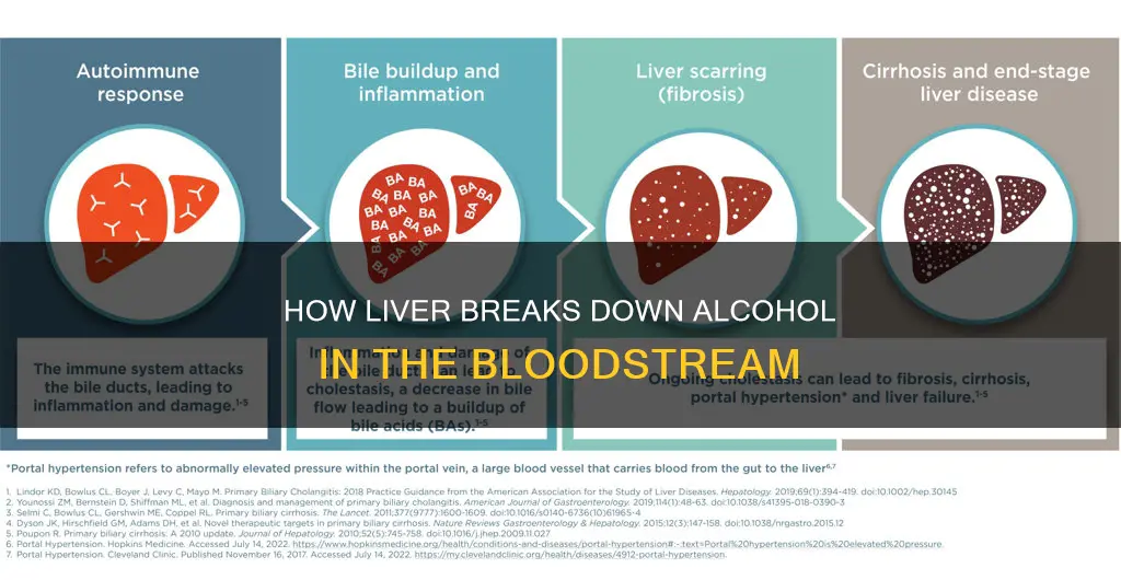 How Liver Breaks Down Alcohol In The Bloodstream | CyAlcohol