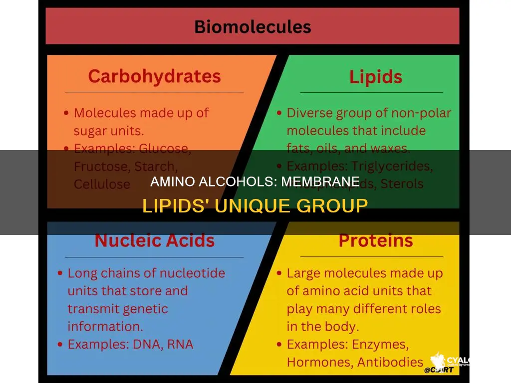 Amino Alcohols: Membrane Lipids' Unique Group | CyAlcohol