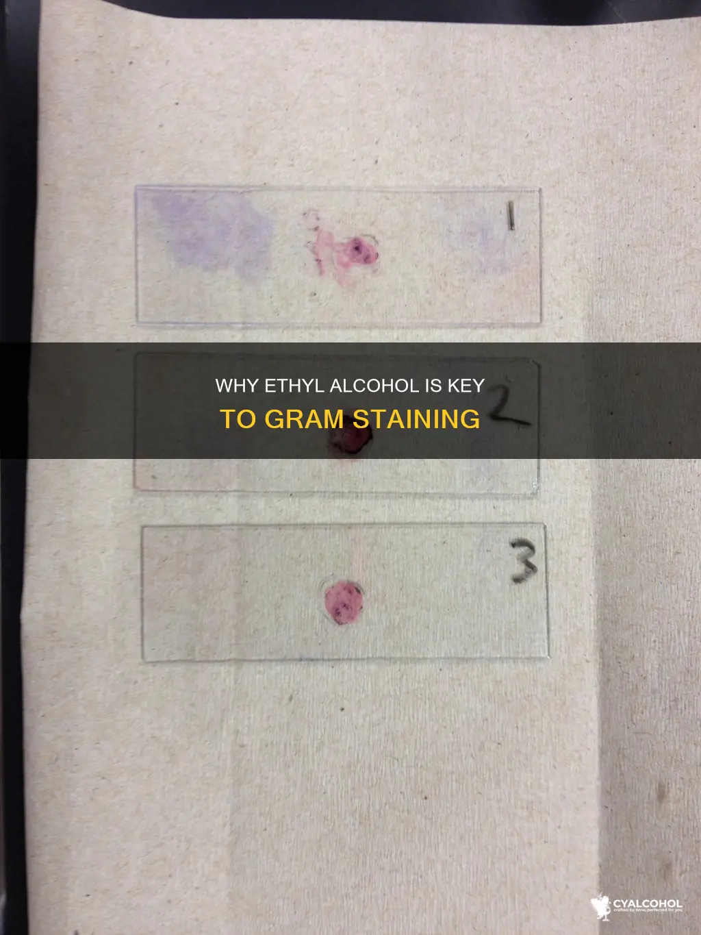Why Ethyl Alcohol Is Key To Gram Staining | CyAlcohol