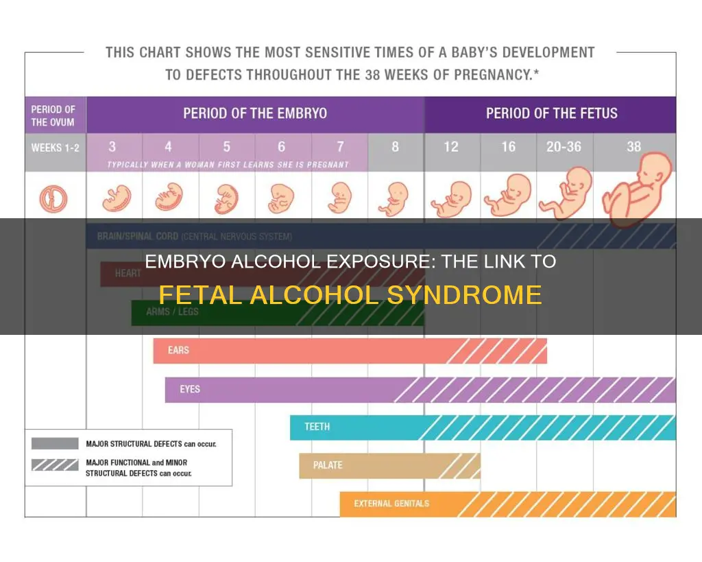 Embryo Alcohol Exposure: The Link To Fetal Alcohol Syndrome | CyAlcohol