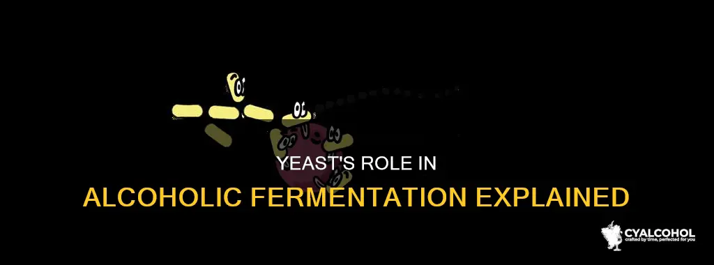 Yeast's Role In Alcoholic Fermentation Explained | CyAlcohol