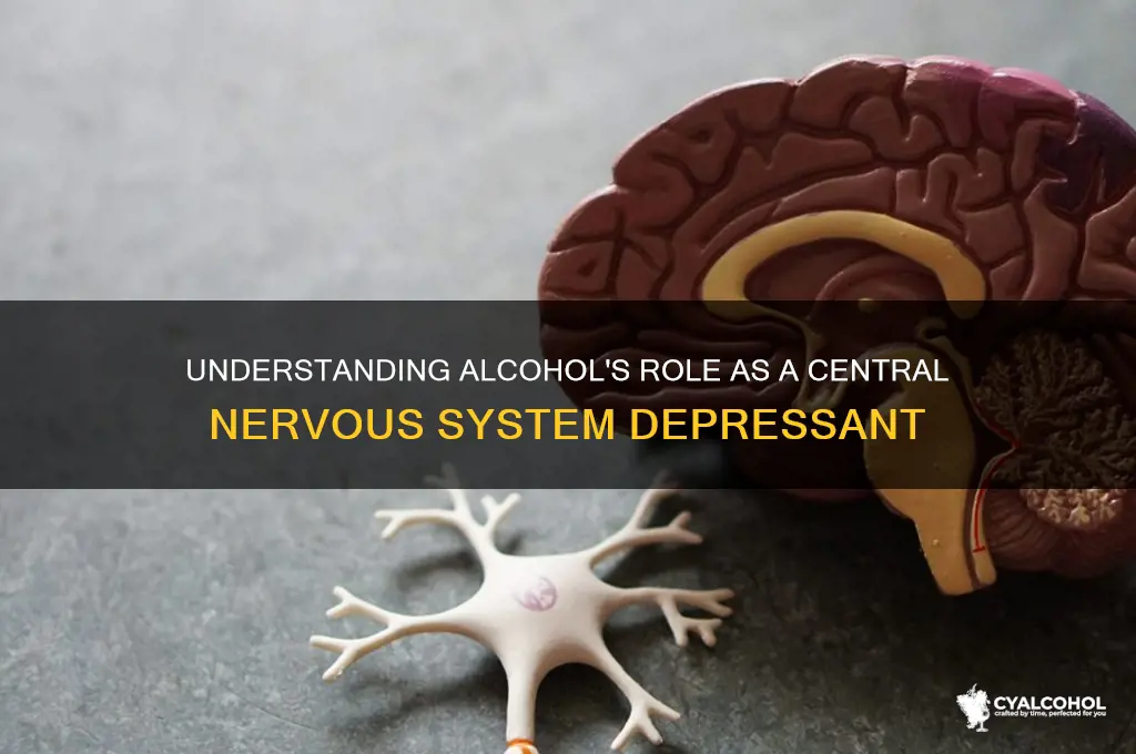 Understanding Alcohol's Role As A Central Nervous System Depressant ...