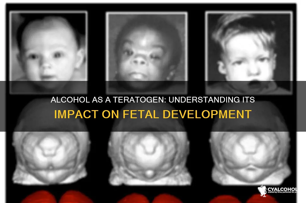 Alcohol As A Teratogen: Understanding Its Impact On Fetal Development ...