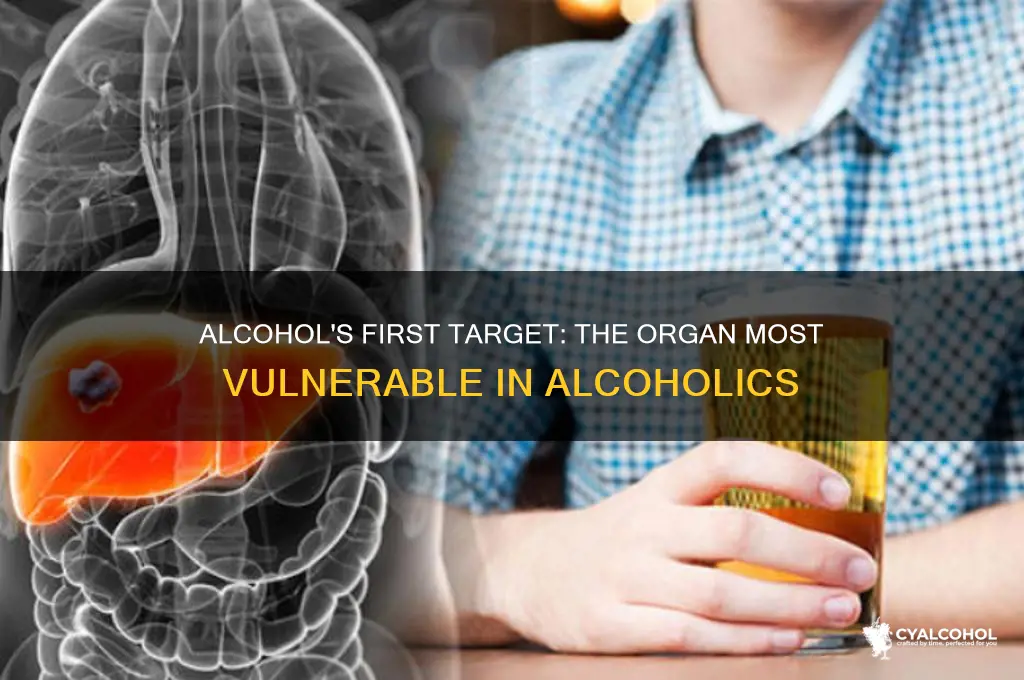 Alcohol's First Target: The Organ Most Vulnerable In Alcoholics | CyAlcohol