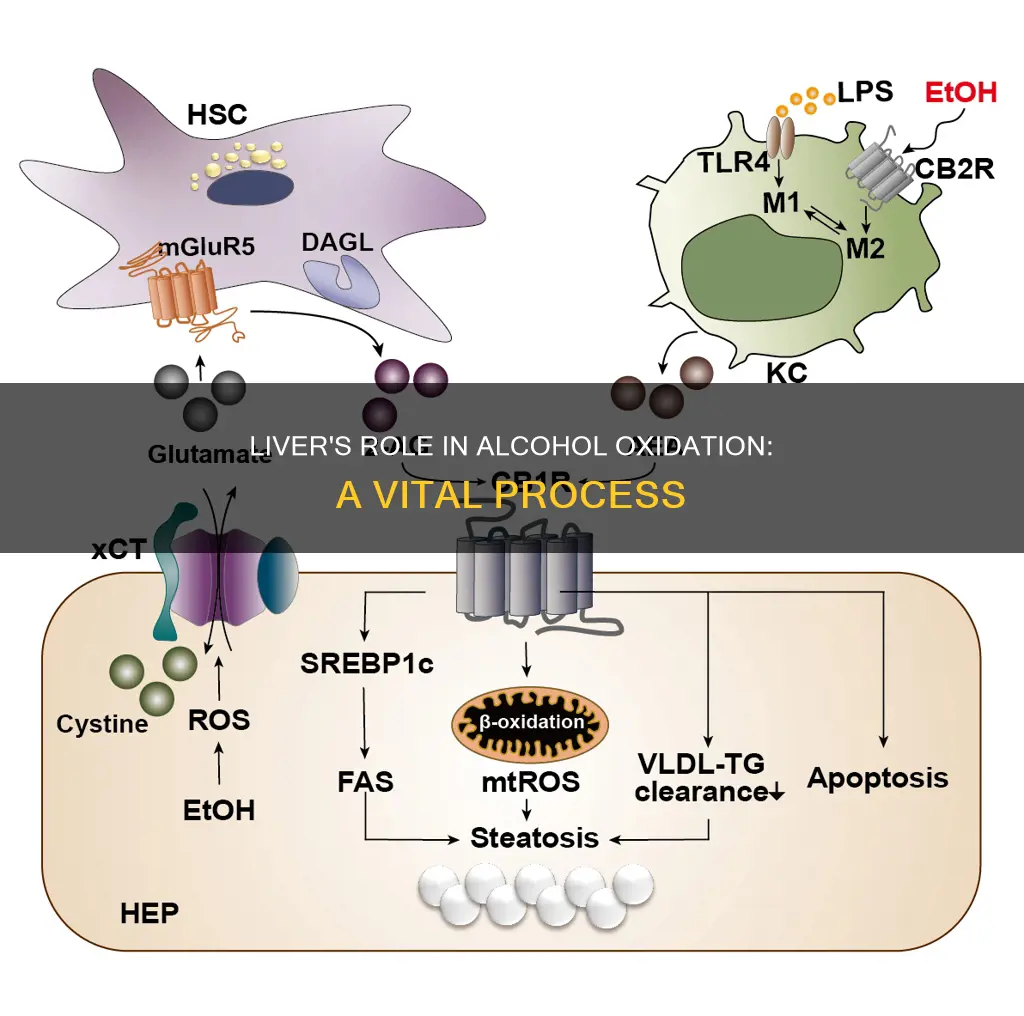 Liver's Role In Alcohol Oxidation: A Vital Process | CyAlcohol