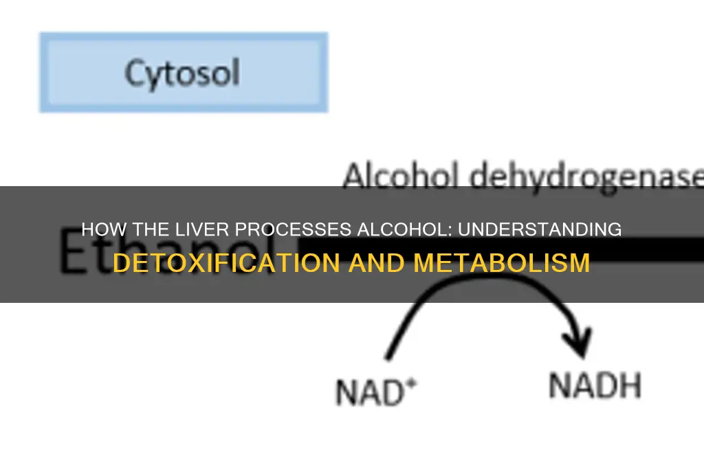 How The Liver Processes Alcohol: Understanding Detoxification And ...