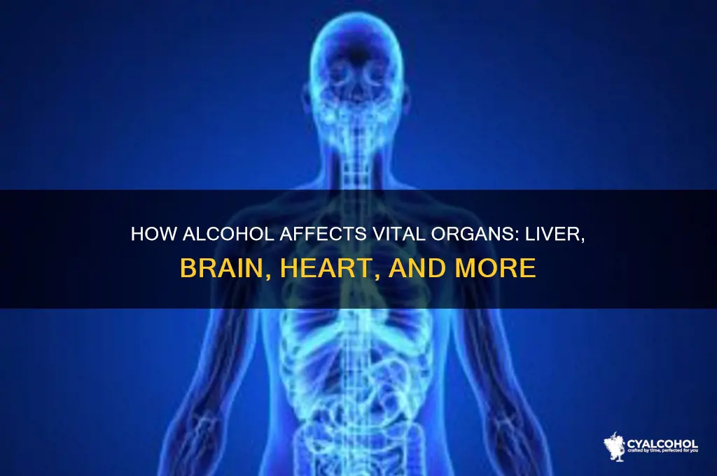 How Alcohol Affects Vital Organs: Liver, Brain, Heart, And More | CyAlcohol