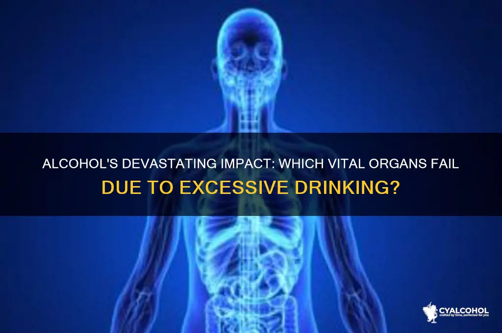 Alcohol's Devastating Impact: Which Vital Organs Fail Due To Excessive ...