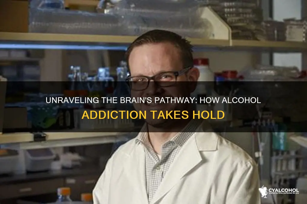 Unraveling The Brain's Pathway: How Alcohol Addiction Takes Hold ...