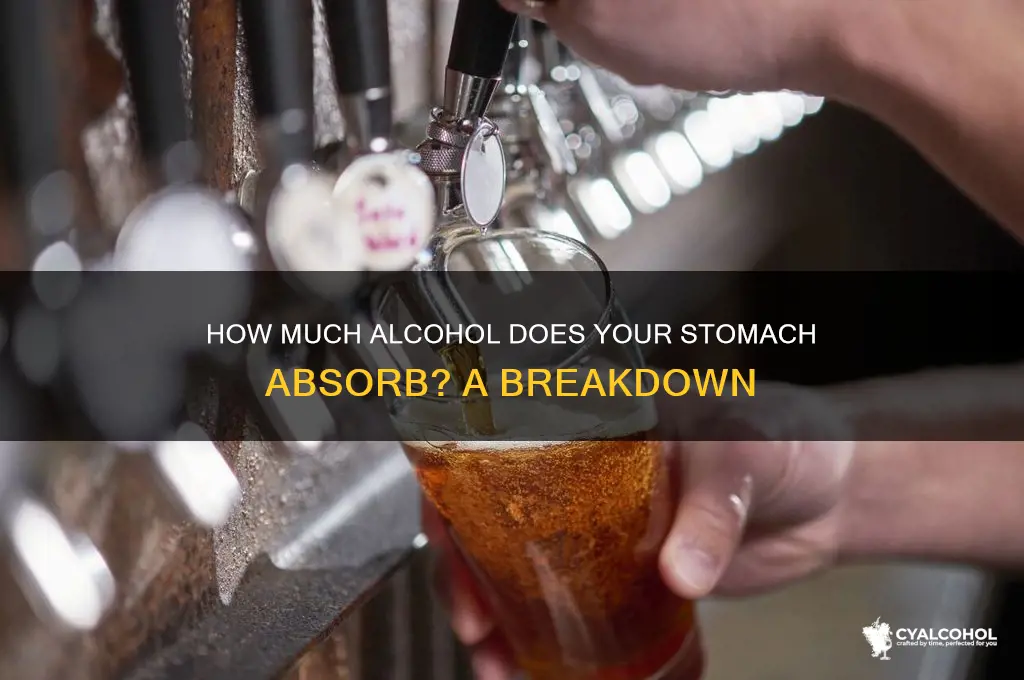 How Much Alcohol Does Your Stomach Absorb? A Breakdown | CyAlcohol