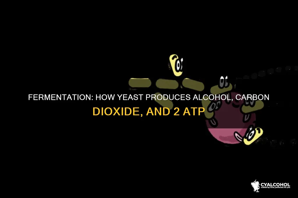 Fermentation: How Yeast Produces Alcohol, Carbon Dioxide, And 2 Atp ...