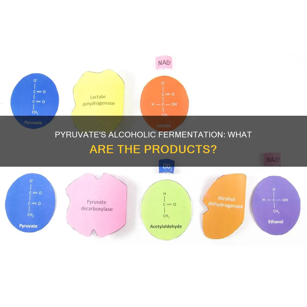 Pyruvate's Alcoholic Fermentation: What Are The Products? | CyAlcohol