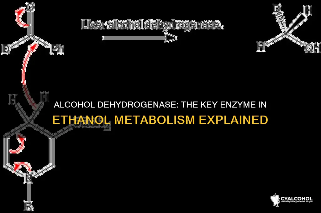Alcohol Dehydrogenase: The Key Enzyme In Ethanol Metabolism Explained ...