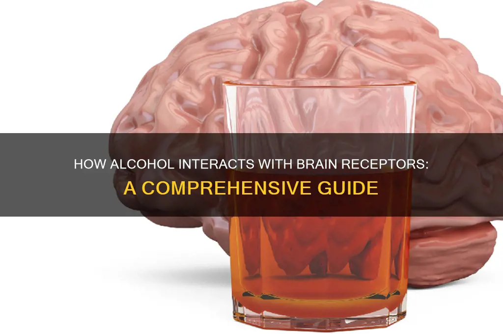 How Alcohol Interacts With Brain Receptors: A Comprehensive Guide ...