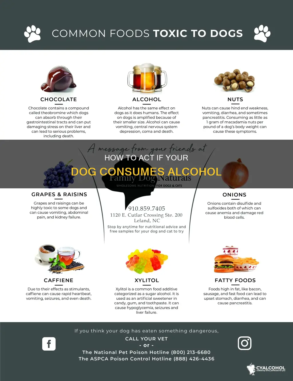 How To Act If Your Dog Consumes Alcohol | CyAlcohol