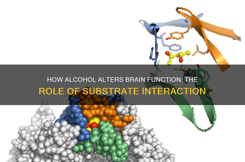 How Alcohol Alters Brain Function: The Role Of Substrate Interaction ...
