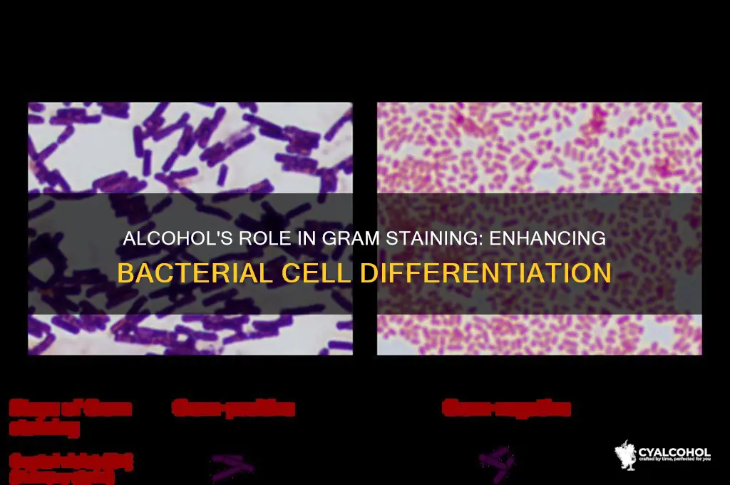 Alcohol's Role In Gram Staining: Enhancing Bacterial Cell ...