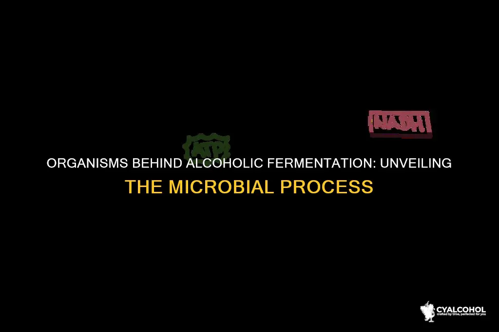 Organisms Behind Alcoholic Fermentation: Unveiling The Microbial ...