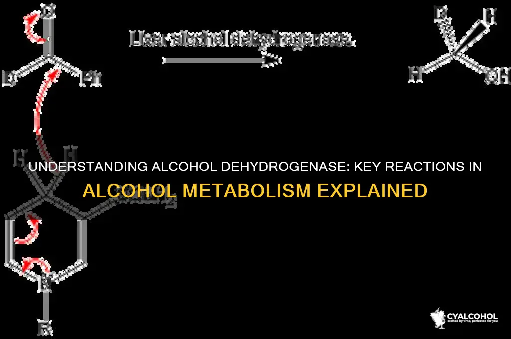 Understanding Alcohol Dehydrogenase: Key Reactions In Alcohol ...