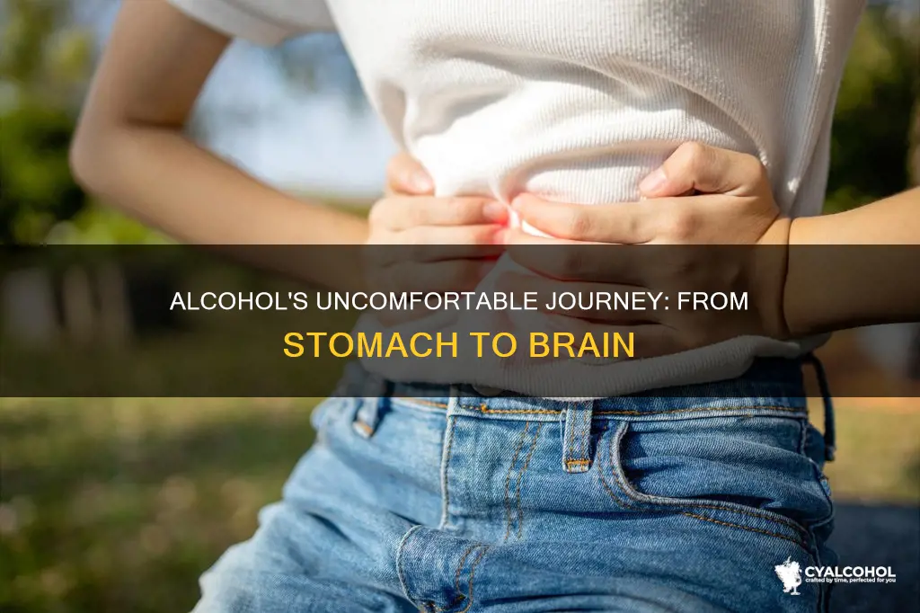 Alcohol's Uncomfortable Journey: From Stomach To Brain | CyAlcohol