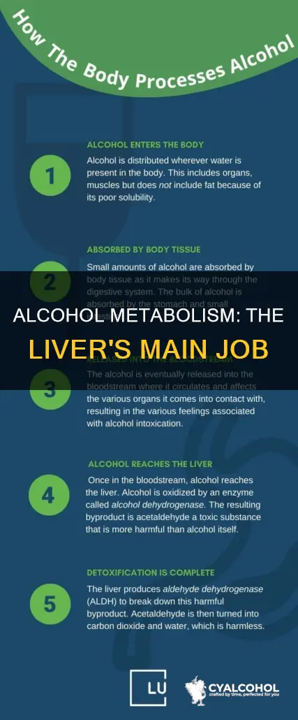 Alcohol Metabolism: The Liver's Main Job | CyAlcohol