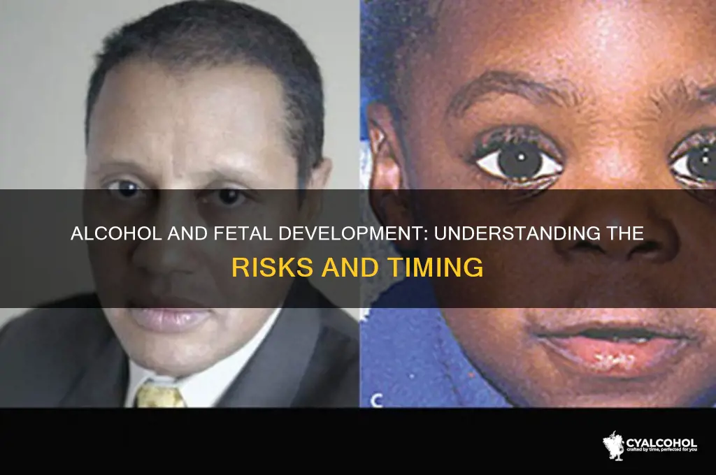 Alcohol And Fetal Development: Understanding The Risks And Timing ...