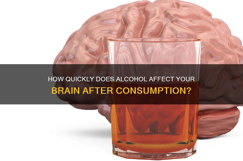 How Quickly Does Alcohol Affect Your Brain After Consumption? | CyAlcohol