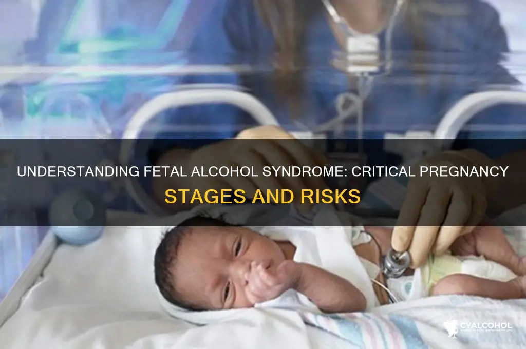 Understanding Fetal Alcohol Syndrome: Critical Pregnancy Stages And ...