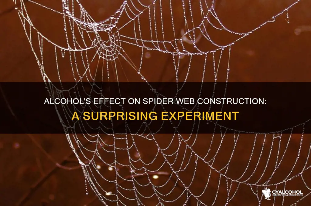 Alcohol's Effect On Spider Web Construction: A Surprising Experiment ...