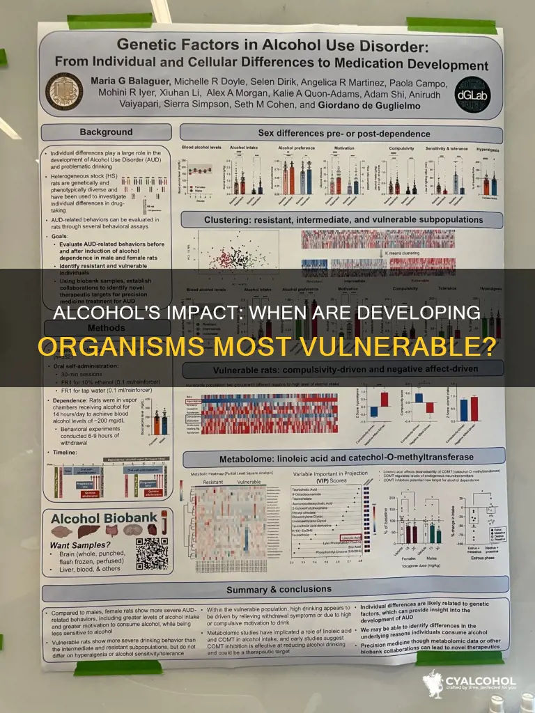 Alcohol's Impact: When Are Developing Organisms Most Vulnerable ...