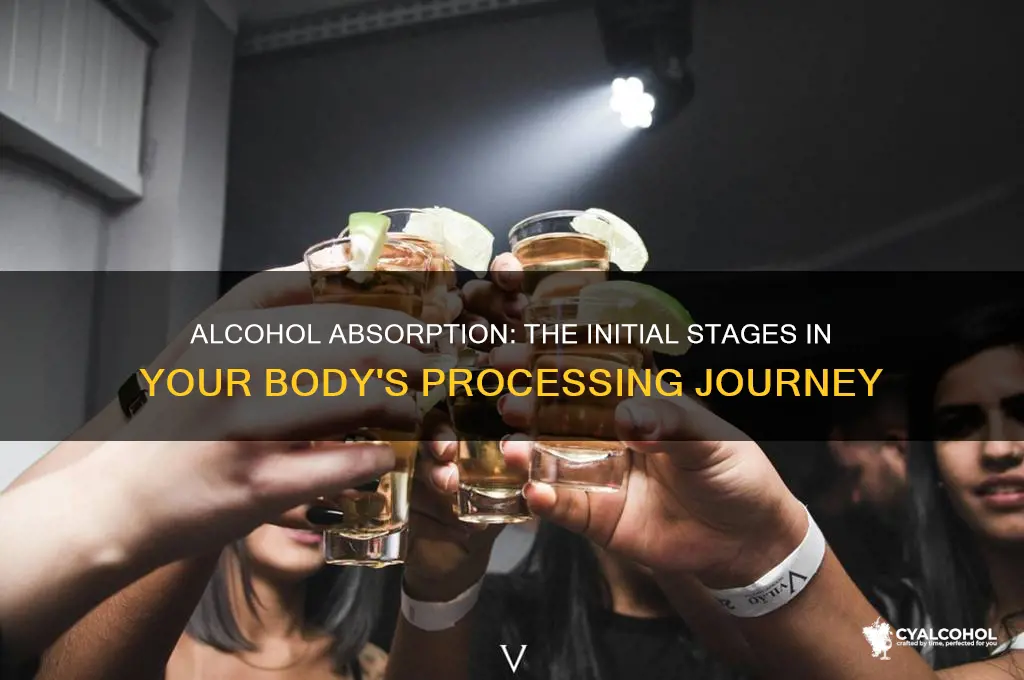 Alcohol Absorption: The Initial Stages In Your Body's Processing ...