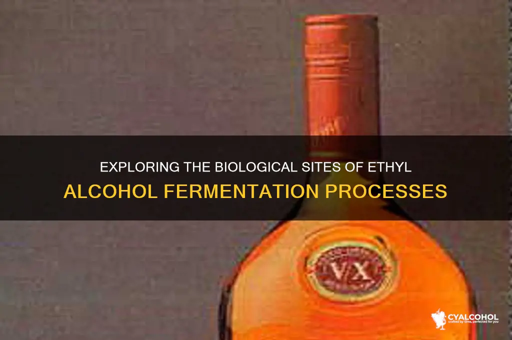Exploring The Biological Sites Of Ethyl Alcohol Fermentation Processes ...