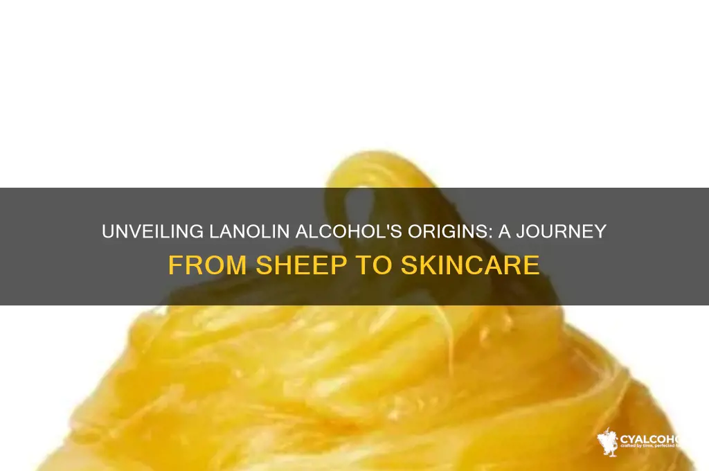 Unveiling Lanolin Alcohol's Origins: A Journey From Sheep To Skincare ...