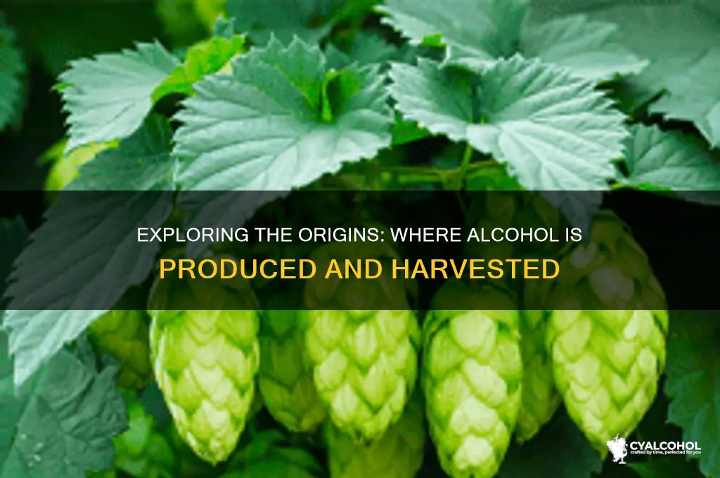 Exploring The Origins: Where Alcohol Is Produced And Harvested | CyAlcohol