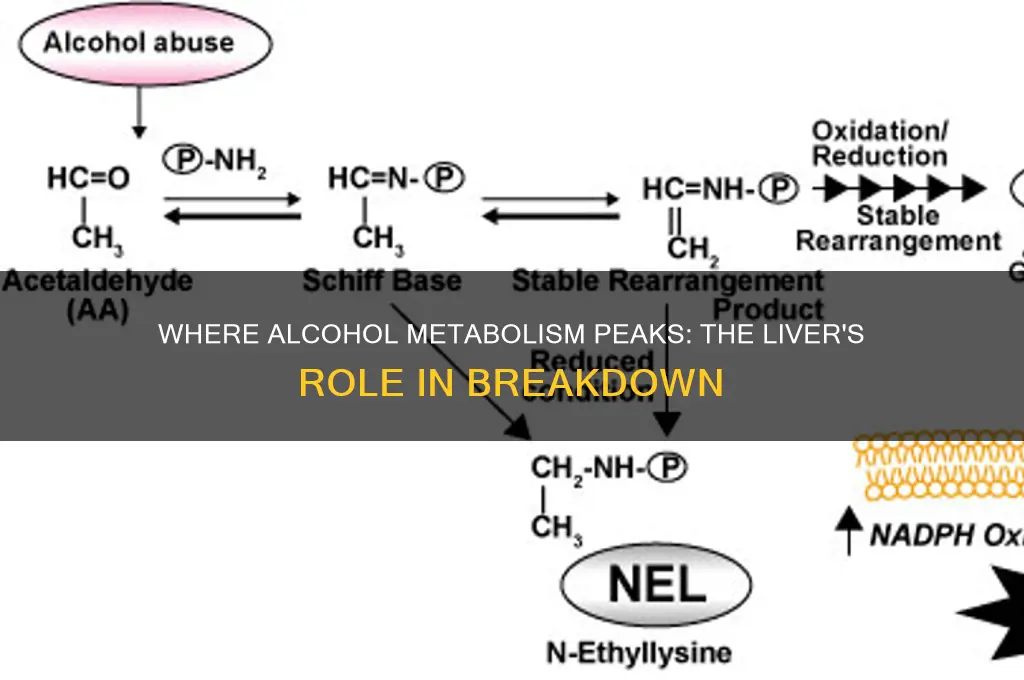 Where Alcohol Metabolism Peaks: The Liver's Role In Breakdown | CyAlcohol