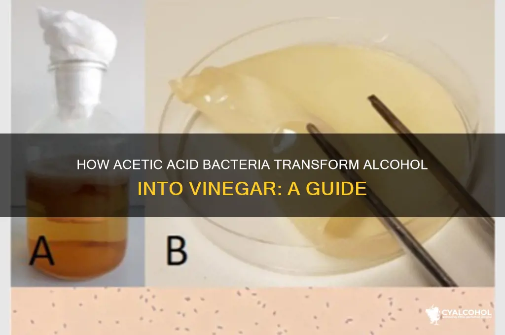How Acetic Acid Bacteria Transform Alcohol Into Vinegar: A Guide ...