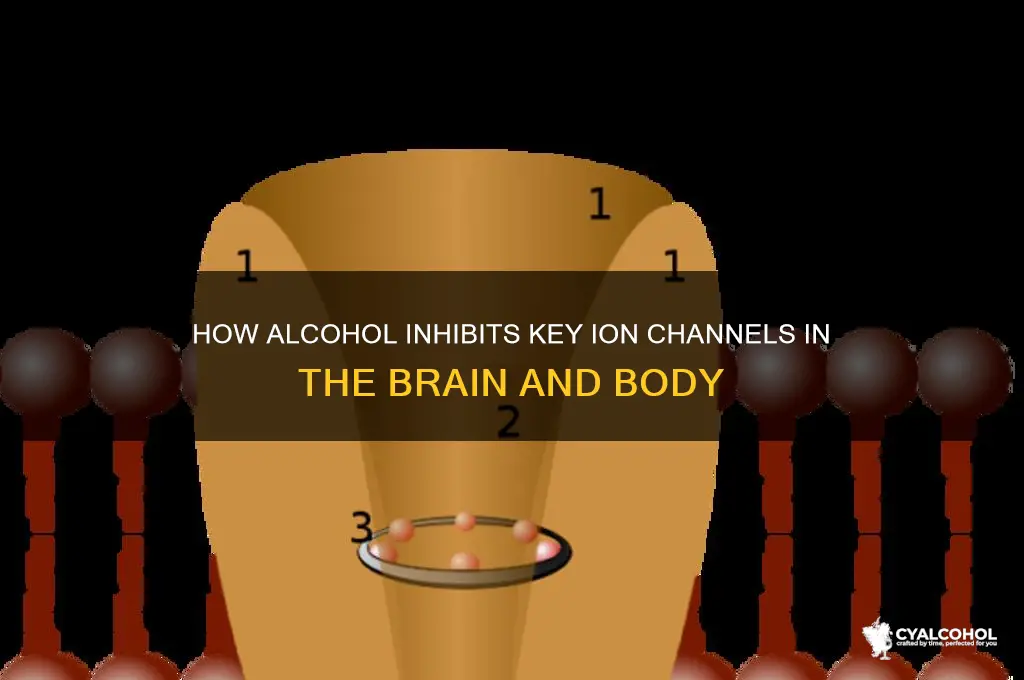 How Alcohol Inhibits Key Ion Channels In The Brain And Body | CyAlcohol