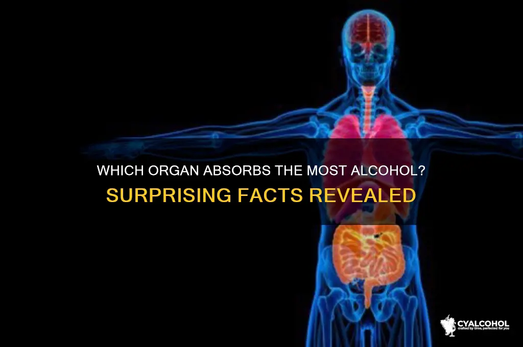 Which Organ Absorbs The Most Alcohol? Surprising Facts Revealed | CyAlcohol
