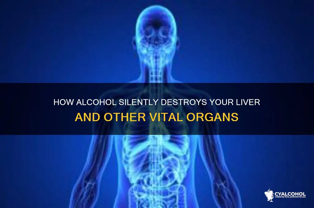 How Alcohol Silently Destroys Your Liver And Other Vital Organs | CyAlcohol