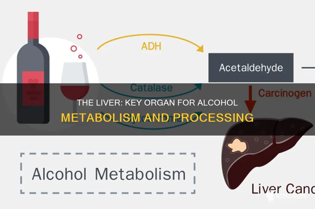 The Liver: Key Organ For Alcohol Metabolism And Processing | CyAlcohol