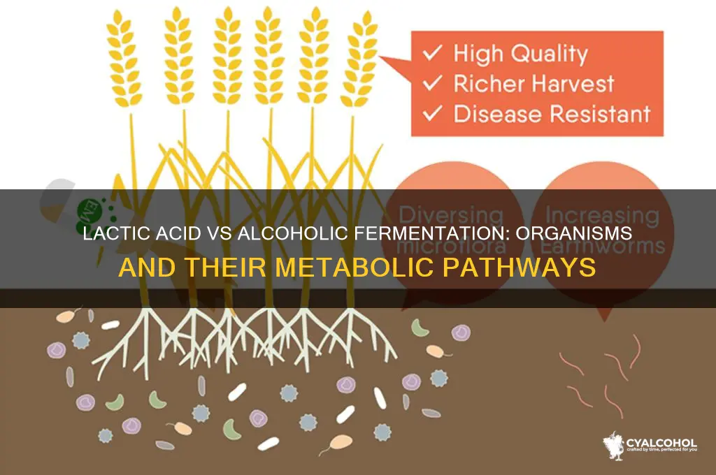 Lactic Acid Vs Alcoholic Fermentation: Organisms And Their Metabolic ...